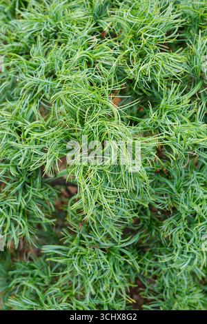eastern white pine (Pinus strobus), Plantae, Cameron Highlands ...