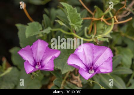 Sardinia, Convolvulus althaeoides, bindweed family, Villanova ...