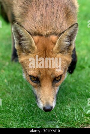 A closeup of a Red fox walking in a snowy field Stock Photo - Alamy