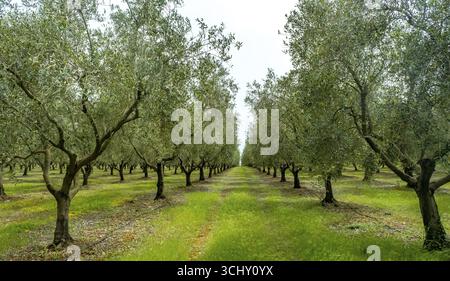 Olive groves with path through an avenue of trees, Alghero, Europe ...