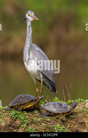 Ardea Cinerea. standing on the ground near a forest Stock Photo - Alamy