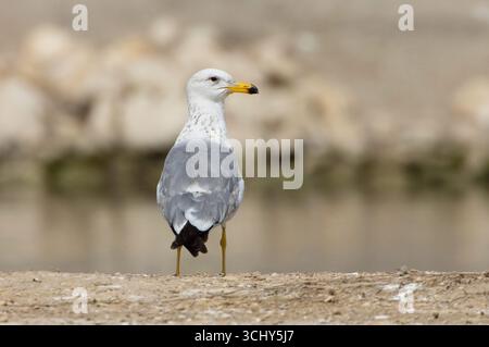 Armenian Gull (Larus armenicus Stock Photo - Alamy