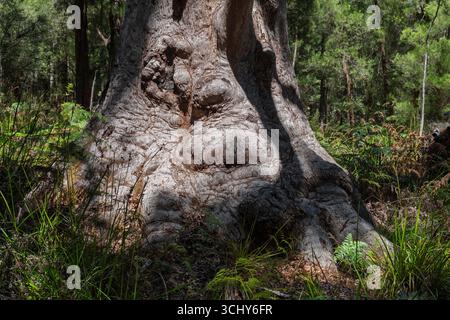 Grandma Tingle, a red tingle tree in the Valley of the Giants, Walpole ...