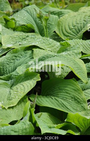 Hosta T Rex. Large, hardy Hosta T Rex sieboldiana plant in spring ...