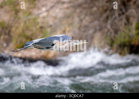 Great heron flying over river Douro in the north of Portugal Stock ...