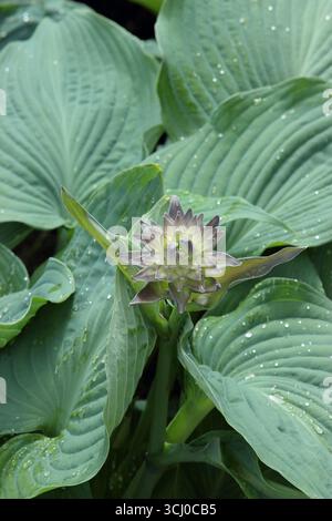 Hosta Blue Angel. Wavy blue grey leaves of Hosta Blue Angel ...
