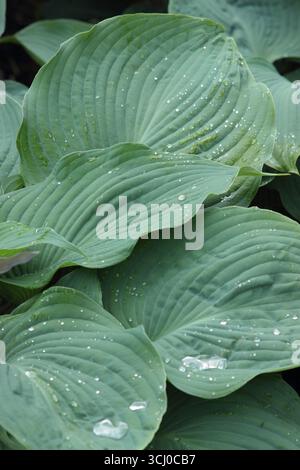 Hosta Blue Angel. Wavy blue grey leaves of Hosta Blue Angel ...
