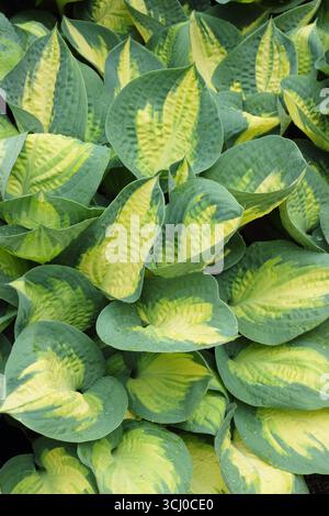 Hosta Forbidden Fruit. Striking variegated leaves with central strip of ...
