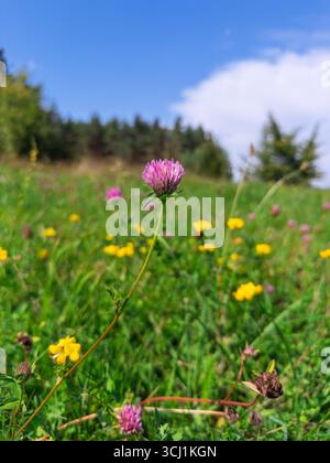 Green clover and yellow blossom under perfect blue sky. Beauty nature ...