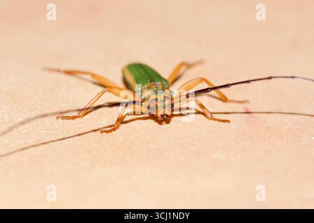 Close-up of a longhorn beetle (Chlorida festiva, Bockkaefer ...
