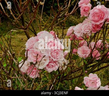Blushing pink roses Stock Photo - Alamy
