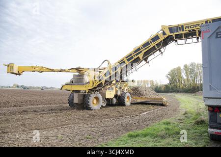 Beet (beta), beet harvest, loading machine loads beet onto lorry via a ...