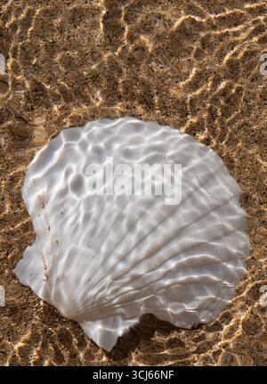 Seashell on shoreline with wave. Hawaii, The Big Island Stock Photo - Alamy