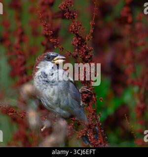 A group of cute Sparrows perched on the chairs of a bar in a seaside ...