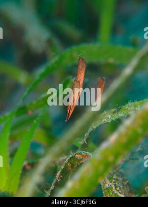Razorfish (Aeoliscus strigatus) is a tropical marine fish native to ...
