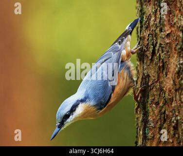 A Nuthatch, a small plump woodland bird feeding off a variety of seeds ...