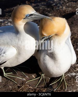 Australasian gannets (Morus serrator). Pair of gannets performing a ...
