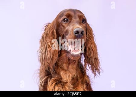 Irish Setter dog portrait in studio on purple background Stock Photo ...