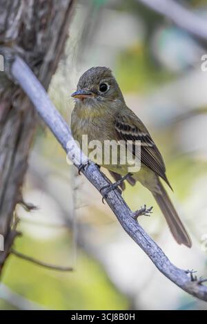 Western Flycatcher (Empidonax difficilis Stock Photo - Alamy