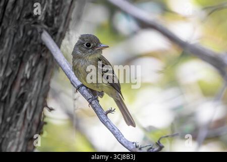 Western Flycatcher (Empidonax difficilis Stock Photo - Alamy