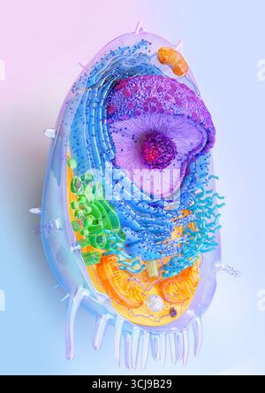 Illustration of an animal cell showing its key components: the nucleus ...