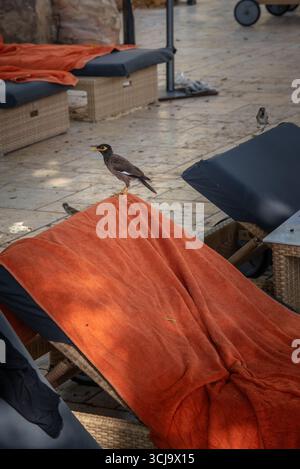 A common myna bird perched on a rock Stock Photo - Alamy