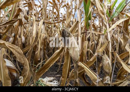 Maize field near Huenxe, dry plants, still being harvested, mostly used ...