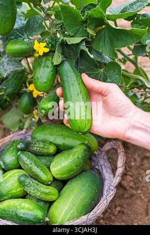 Hands holding small growing cucumber in urban home garden. Urban home ...