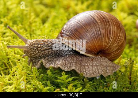 a snail on a mossy ground Stock Photo - Alamy