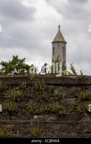 Close-up of a carrion crow perched on a dry branch Stock Photo - Alamy