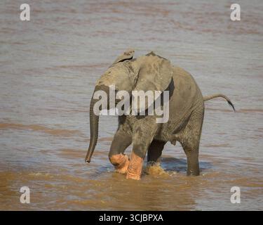 Ewaso Nyiro River in Samburu National Reserve, Kenya Stock Photo - Alamy