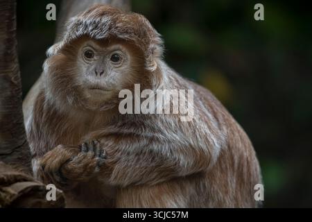 The Ebony Langur (Trachypithecus auratus), also known as the East Javan ...