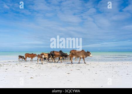 Family of Zebu cattle walking along the beach of Zanzibar. Cow and bull ...