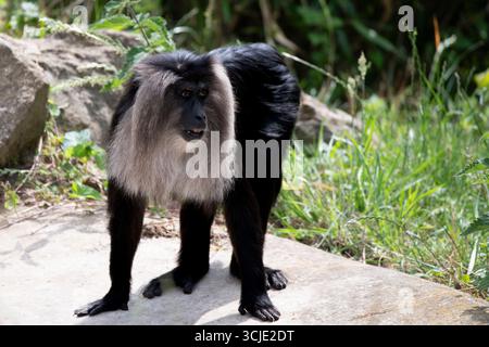 Lion-tailed macaque, also known as the wanderoo, is an Old World monkey ...