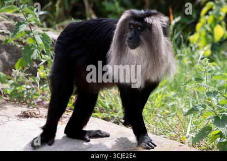 The lion-tailed macaque, also known as the wanderoo, is an Old World ...