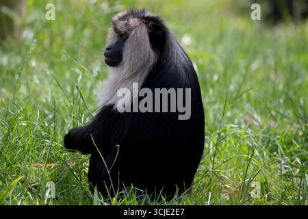 Lion-tailed macaque, also known as the wanderoo, is an Old World monkey ...