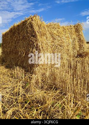 Crop in the Large field of dry sunflower on a sunny day. Autumn harvest ...
