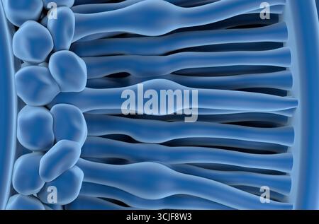 Retina photoreceptor (cone and rod cells) isometric view 3d ...