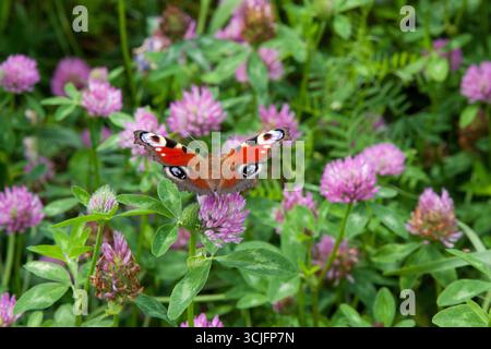 Macro of butterfly peacock eye collecting nectar on the zinnia. Macro ...