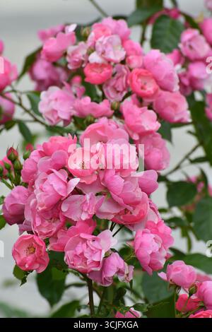 Rosa Angela is floribunda rose variety Stock Photo - Alamy