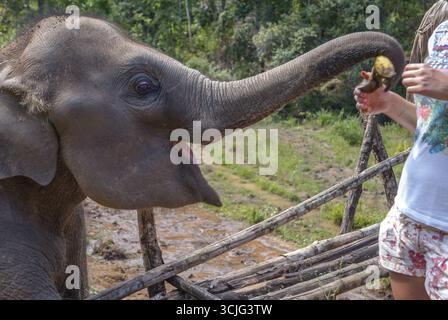 Elephant calf woman sanctuary banana tropical forest travel animal ...