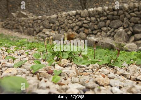Common cap-aroon, common monk's cap, common Friar's Cowl, common monk's ...
