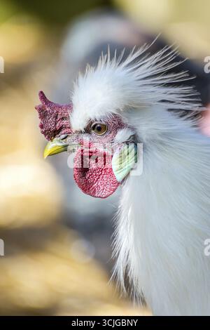 White hen with long feathers, close up Stock Photo - Alamy