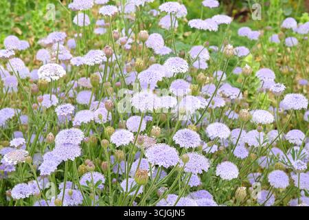 Lilac purple Didiscus caeruleus or Trachymene coerulea, also known as ...