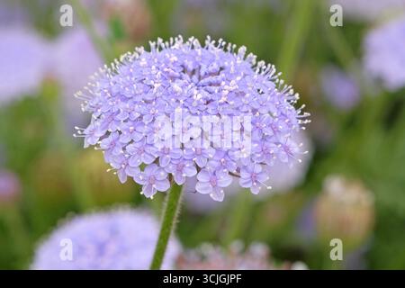Lilac purple Didiscus caeruleus or Trachymene coerulea, also known as ...