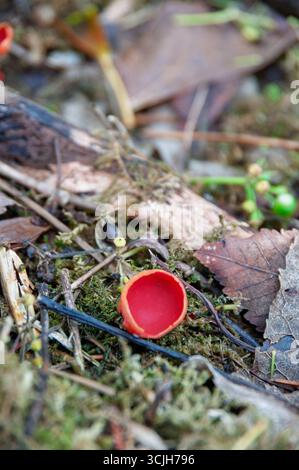 A closeup of a Fly Agaric mushroom surrounded by plants outdoors Stock ...