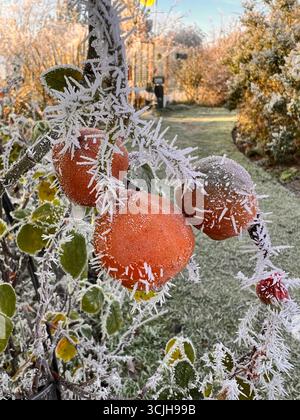 beautiful red rose hip with ice in winter Stock Photo - Alamy