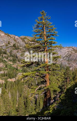 Sierra Juniper, Juniperus grandis, in the Ansel Adams Wilderness, Inyo ...
