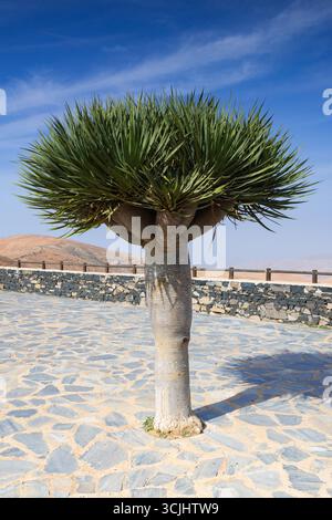 Lonely palm tree on volcanic rocks. Lanzarote, Canary Islands. Spain ...