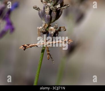 Beautiful Plume Moth (Amblyptilia acanthadactyla Stock Photo - Alamy